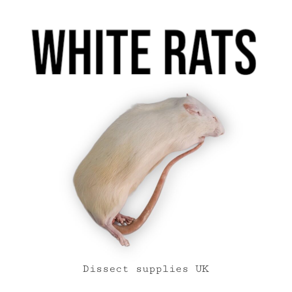 5 Frozen Rats – Dissect UK